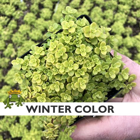 Sedum Makinoi Ogon Golden Japanese Stonecrop 35 Pot Little