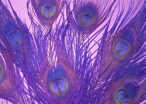 50 Purple Peacock Feathers Feathers 10 To 12 By Burlesqueboutique