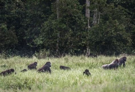 Gorilla Tracking Kamba
