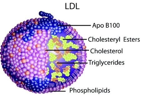 LDL Vs HDL Comparison What Is Cholesterol