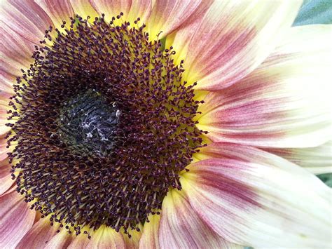 Sunflower Ruby Eclipse Seeds Available Online Uk Justseed