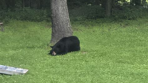 Sleepy Momma Bear In My Backyard Album On Imgur