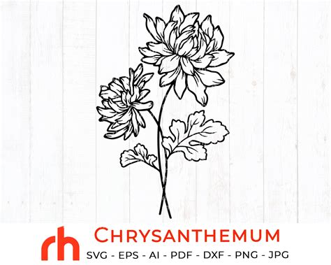 Chrysanthemum Svg November Birth Flower Svg Chrysanthemum Etsy UK