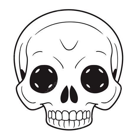 Skull Drawing On A White Background Outline Sketch Vector Skull