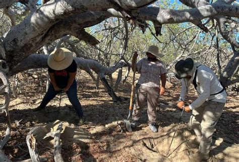 Identifican más cuerpos de las fosas clandestinas de La Paz