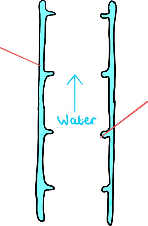 Diagram Of Xylem Cell Quizlet
