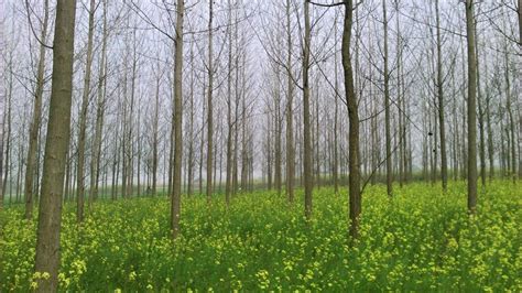 Can Agroforestry Help Achieve Sustainable Developmental Goals