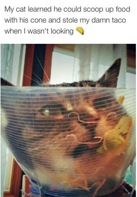 The Best Taco Memes Memedroid