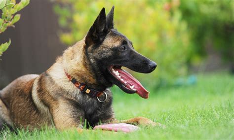 Pétition Pour Que Lhomme Qui A Tué Son Chien à Coup De Fusil Soit