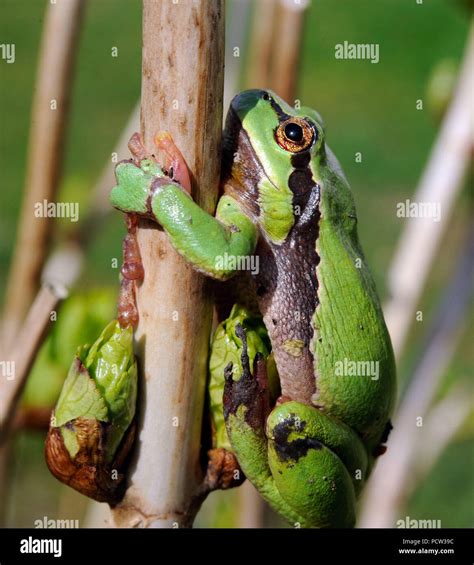 Tree Frog Male Climbs Up The Branch Of A Green Deciduous Tree To His Sun Place Stock Photo Alamy