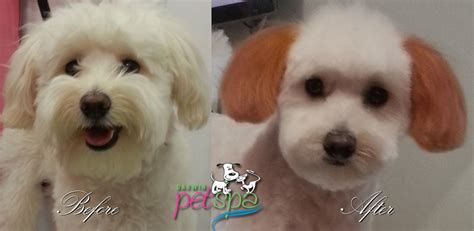 Welcome To Darwin Pet Spa Dog And Cat Grooming Darwin Darwin Pet Spa
