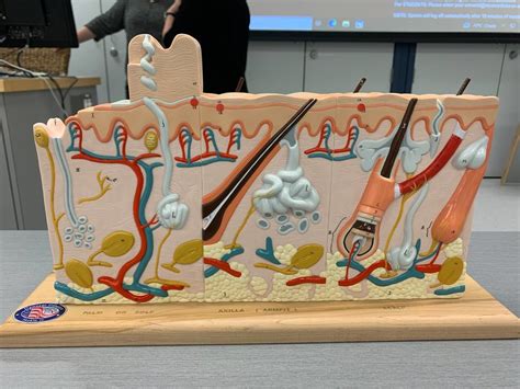 Diagram Of Labellingcomponents Of Integumentary System Quizlet