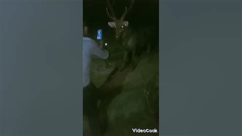 An Angry Bull පොටො එකක් ගහමුද New Wildsrilanka Srilanka World Youtube