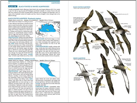 Seabirds The New Identification Guide — Peter Harrison Seabirds