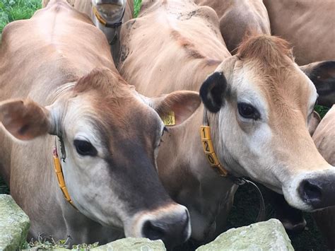 Grass Sampling Identifies Nutrient Deficiencies For Horses Deer And Cattle