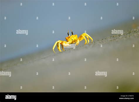 Horned Ghost Crab Ocypode Sp Probably O Ceratophthalmus Masirah Island Oman Stock Photo