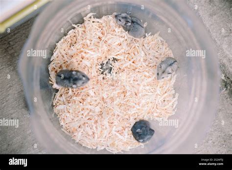 A Cute Hamster Resting Inside A Round Container Showcasing Its Small