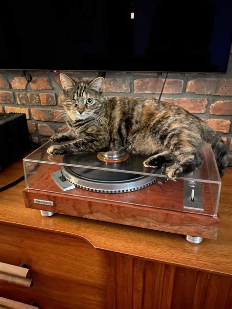If You Werent So Damn Cute… R Catsonstereos