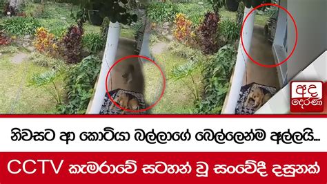 නිවසට ආ කොටියා බල්ලාගේ බෙල්ලෙන්ම අල්ලයි Cctv කැමරාවේ සටහන් වූ සංවේදී