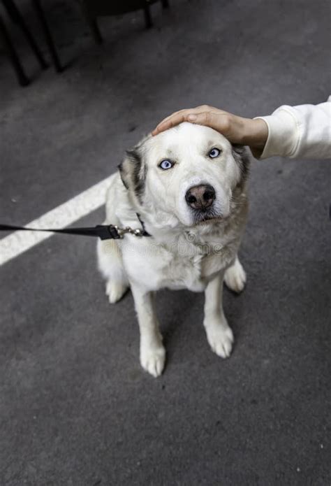 Woman Stroking Siberian Husky Stock Image Image Of Woman Carnivore