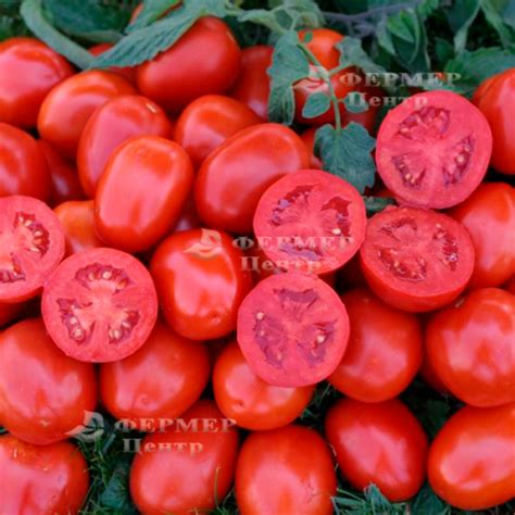 Купить 3402 F1 - томат детерминантный, 100 000 семян, (Lark Seeds ...