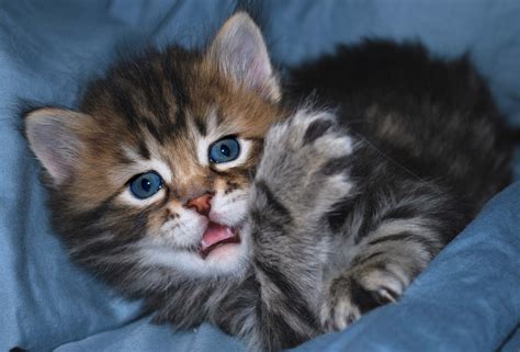 Siberian Cat Kitten Nat Geo Adventure