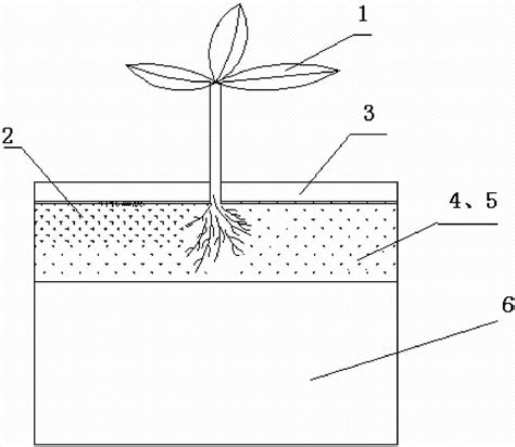 Machine Transplanted Rice Strong Seedling Cultivation Method Eureka Patsnap