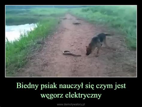 Biedny psiak nauczył się czym jest węgorz elektryczny Demotywatory pl
