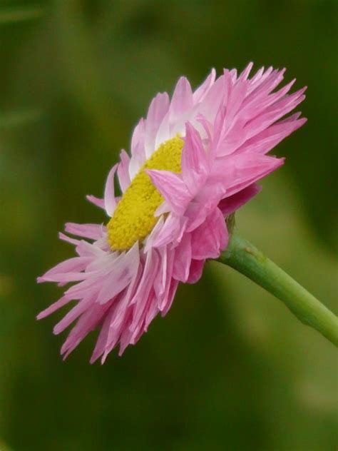 Free Images Nature Blossom Flower Petal Bloom Spring Colorful