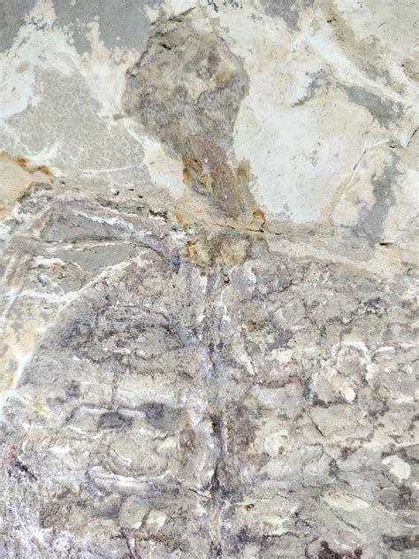 Natural Precious Big Turtle Fossilised Animal Manchurochelys