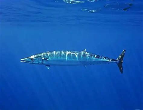 West African Spanish Mackerel Life Expectancy