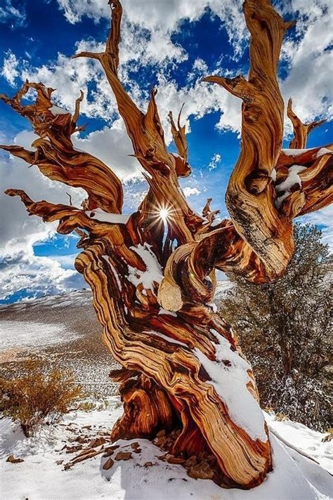 Matusalén El Ser Vivo Más Longevo Del Planeta El Pino Longevo Pinus Longaeva Tal Y Como Su