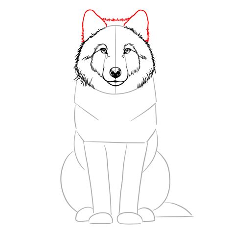 How To Draw Wolves In Different Poses And Styles 14 Guides