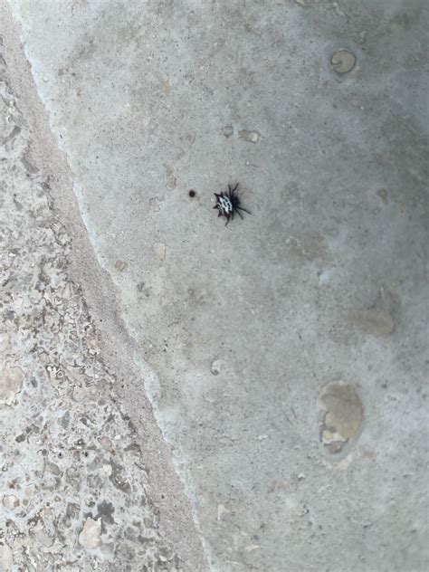 Found The Spider That The Broodmother Is Based Off Of Rgroundedgame