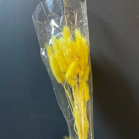 Dried Yellow Lagurus Bunny Tail Grass Bundle Of 50 Viva La Rosa