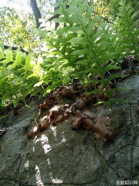 猴姜的功效与作用 知乎