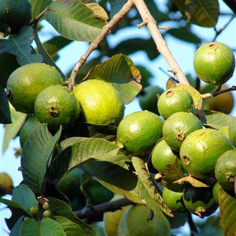 Mini Guava Plant Vgr Gardens