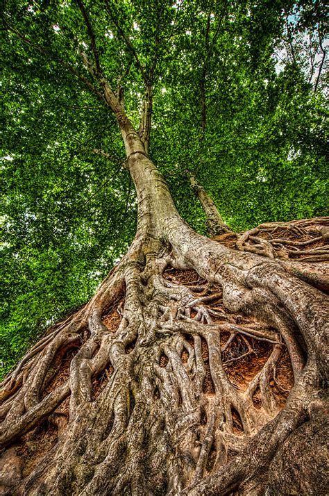 Rooty Tree Falls Park Photograph By Dustin Ahrens Pixels