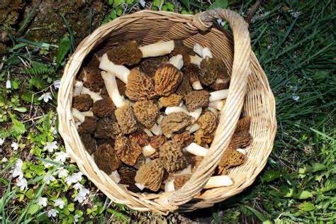 Early Morels Or Wrinkled Thimble Morels Verpa Bohemica Stock Image
