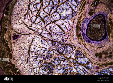 What Do Nerve Cells Look Like Under A Microscope At Brian Lowenthal Blog