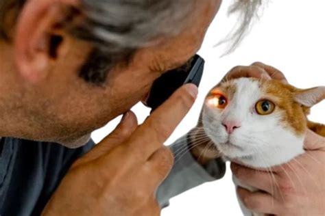 Crucial Steps To Treat Eye Infections In Cats Effectively