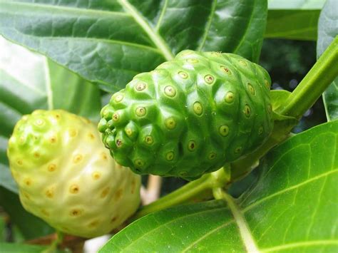Noni Juice 10 Health Benefits Of Noni Juice
