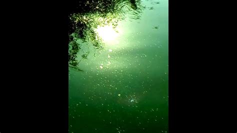 ВОДОМЕРКА ПРУДОВАЯ - YouTube