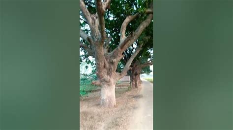 有灵性的树 Youtube