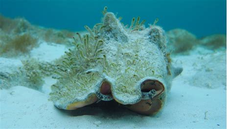 Scientists Are Throwing A Sex Party For Giant Conchs In Florida Vox