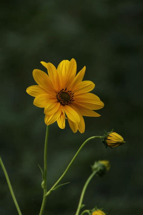 Budding Pokies Photos Download The Best Free Budding Pokies Stock