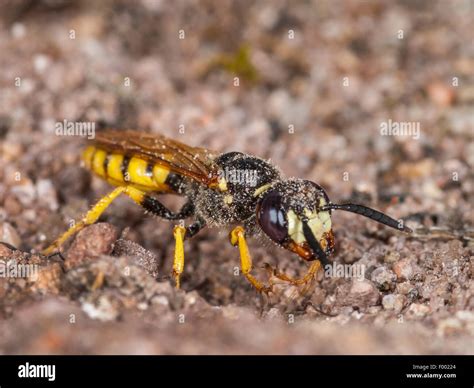 Bee Killer Wasp Bee Killer Philanthus Triangulum Female Digging The