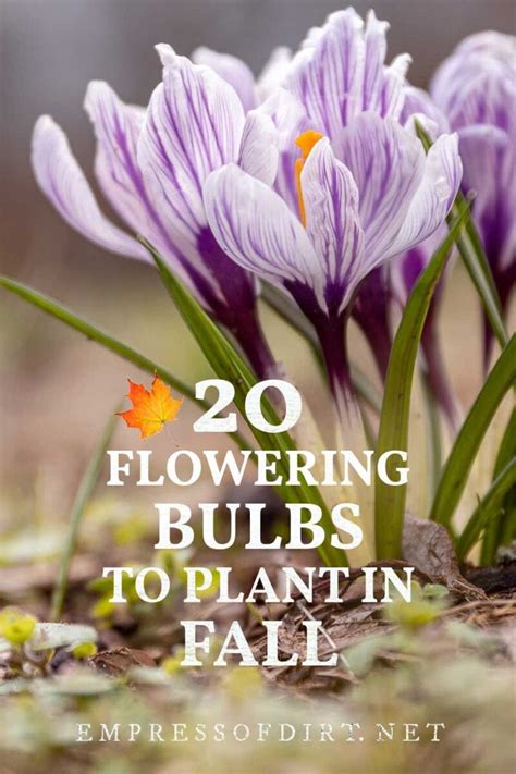 20 Flower Bulbs To Plant In Fall For Spring And Summer Blooms