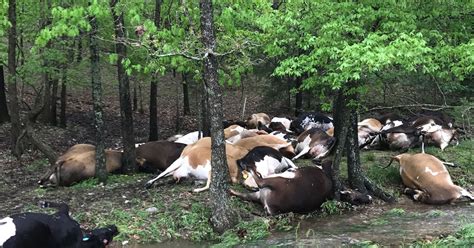 Thunder Kills 23 Cows In Ekiti Daily Post Nigeria