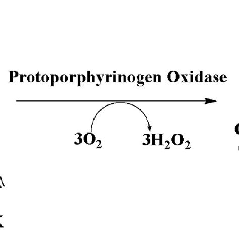 Protoporphyrinogen Oxidase Ppo Catalyzes The Oxidation Reaction Of